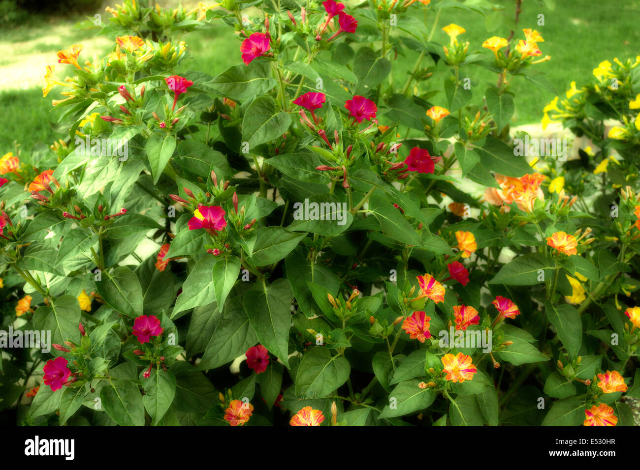 Italian Garden at sunset: flowers Stock Photo - Alamy