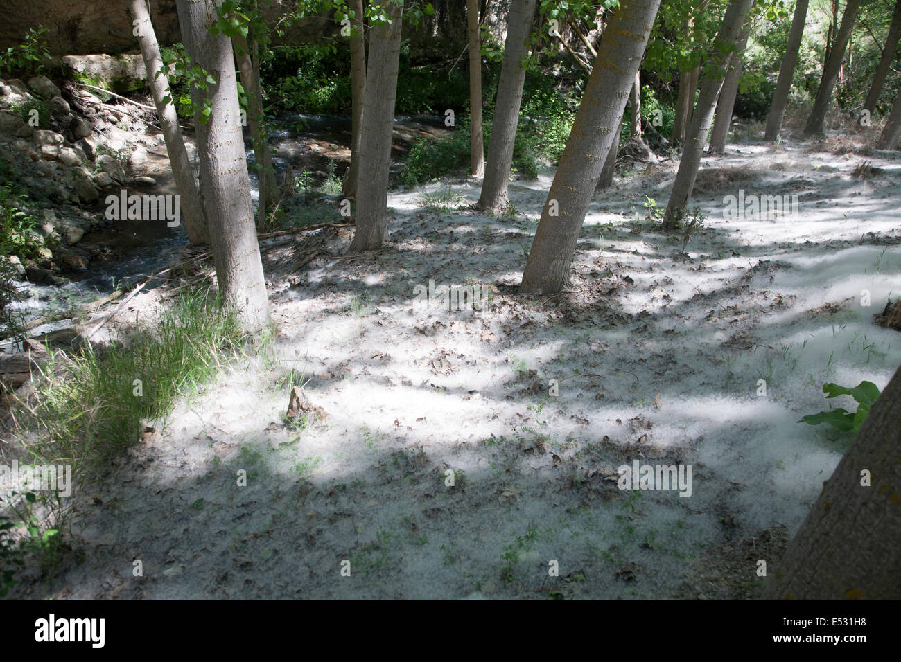 Ground covering of white seeds of the Quaking Aspen tree, Populus ...