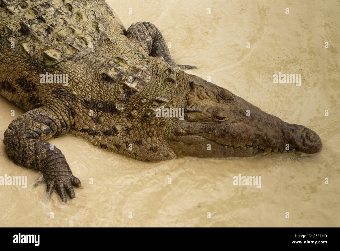 Animals in wild. Crocodile basking in the sun,Colombia Stock Photo - Alamy