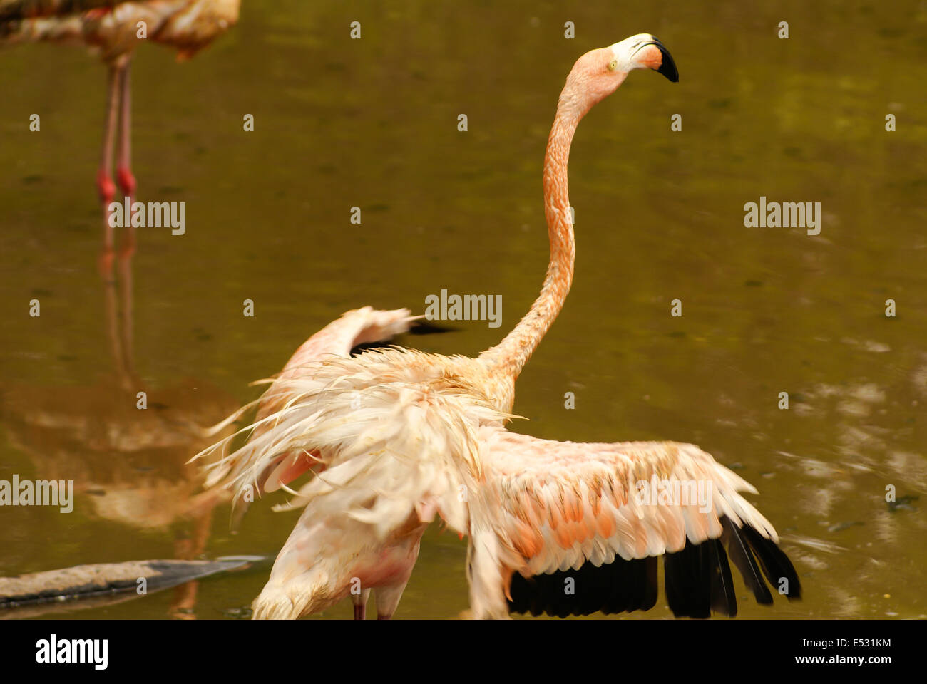 The American subspecies of Caribbean Flamingo (Phoenicopterus ruber ...