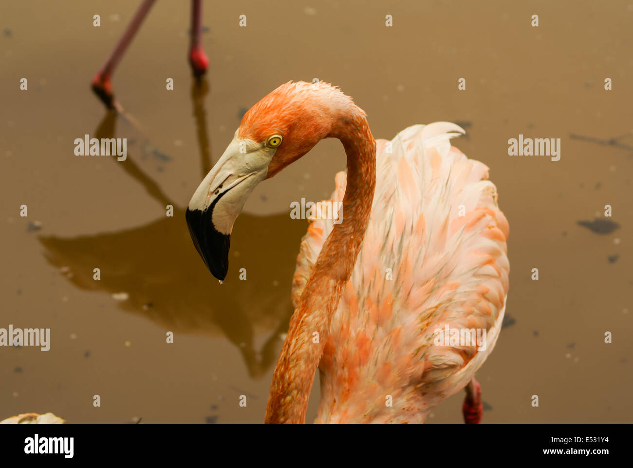 The American subspecies of Caribbean Flamingo (Phoenicopterus ruber ...