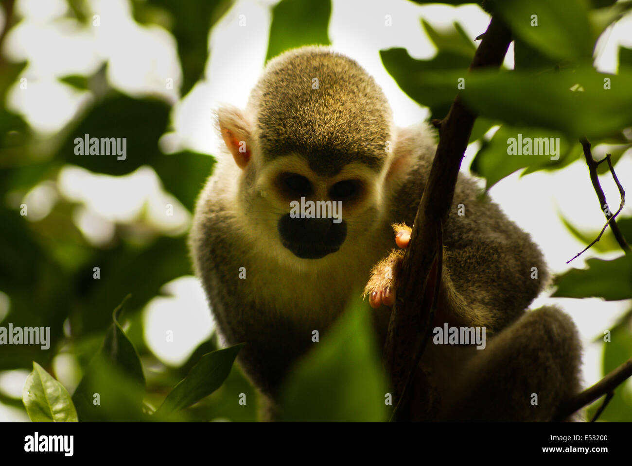 Amazon and america Monkey: Saimiri sciureus sciureus Stock Photo - Alamy