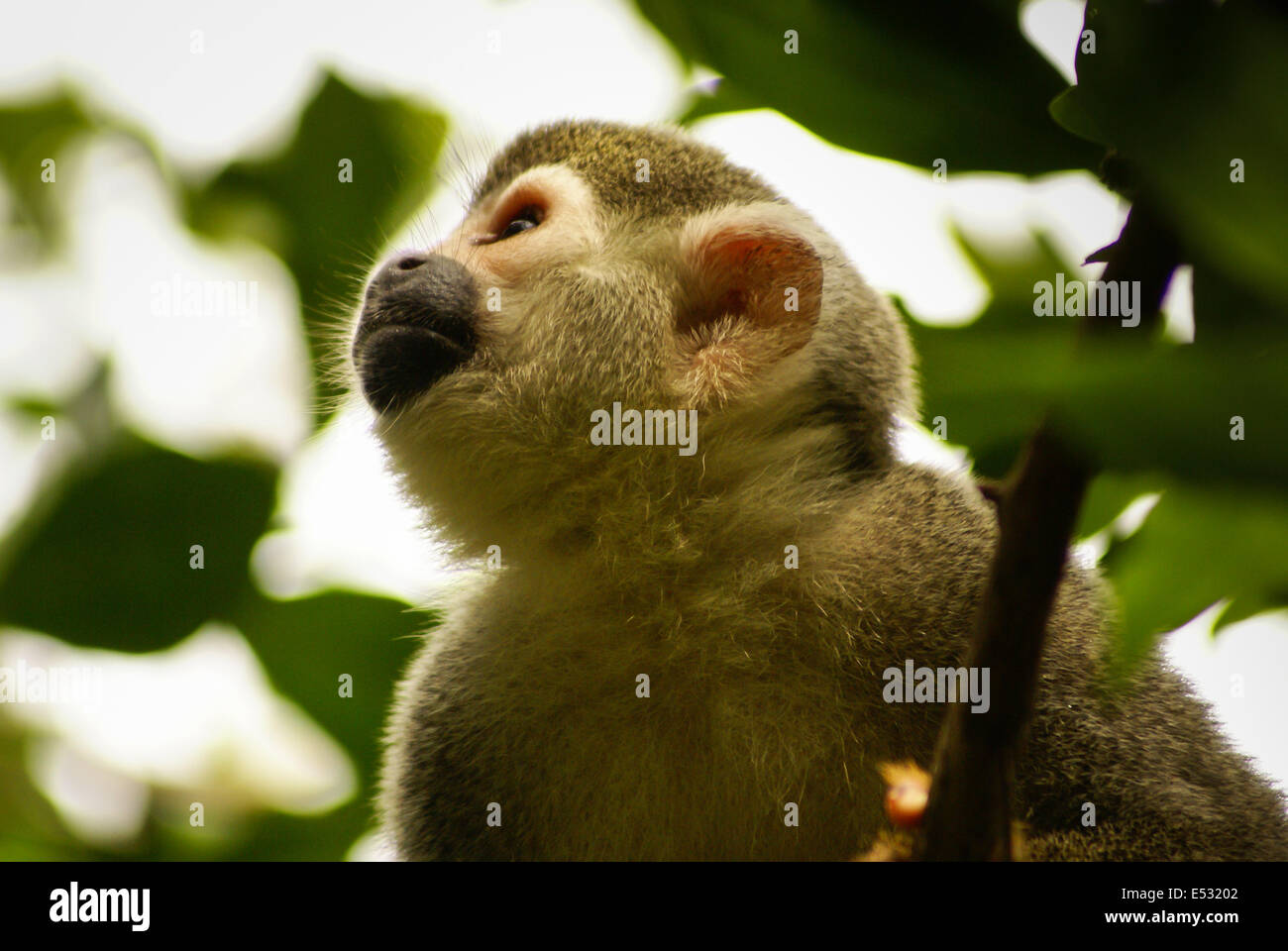 Amazon and america Monkey: Saimiri sciureus sciureus Stock Photo - Alamy