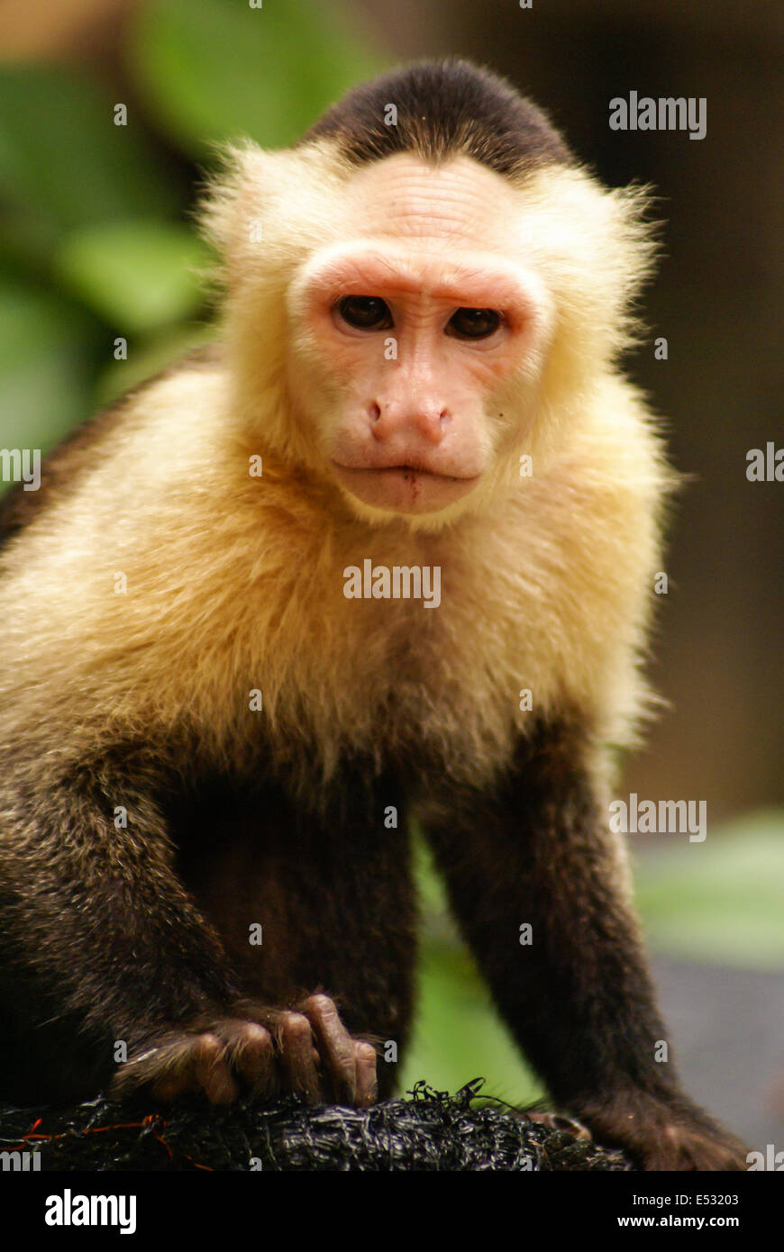 Colombia amazon monkey hi-res stock photography and images - Alamy
