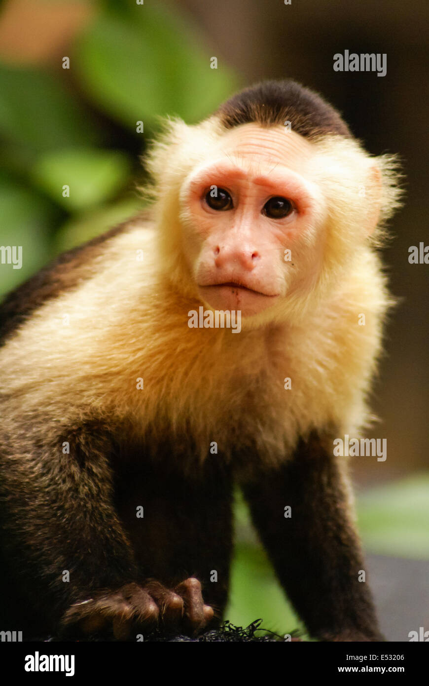 monkey expression in his eyes ,Amazon in Colombia Stock Photo - Alamy