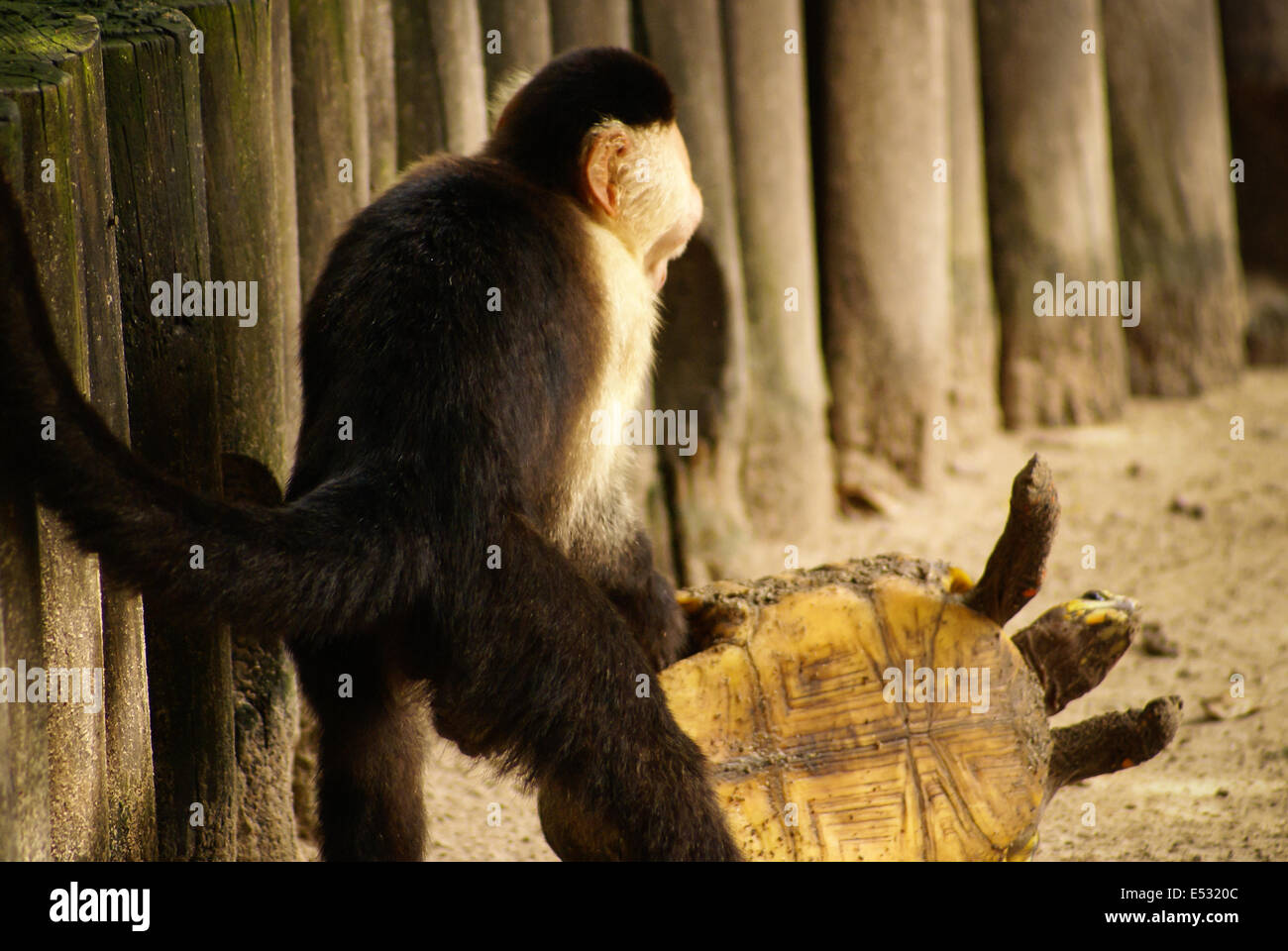 Colombia monkey island hi-res stock photography and images - Alamy