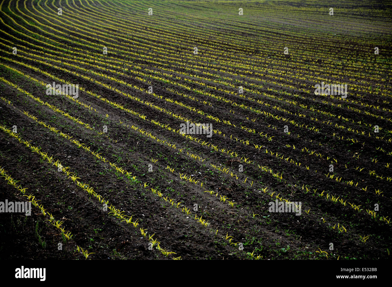 Acre with rows of young plants Stock Photo - Alamy