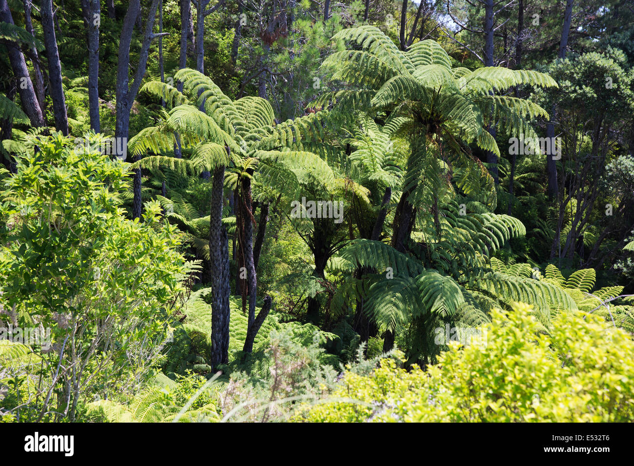 Fern trees in the forest Stock Photo - Alamy