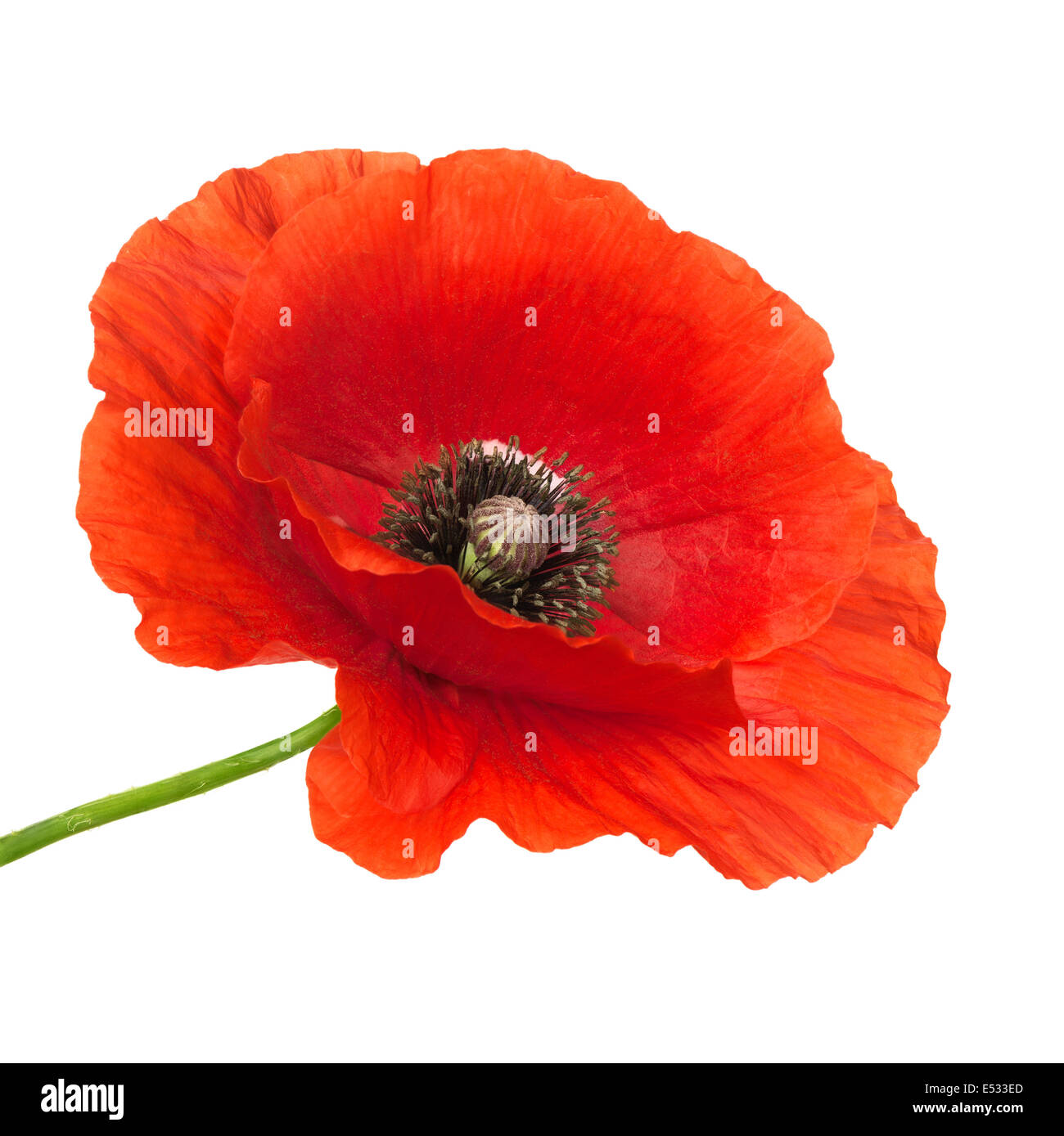 Red flower macro photography Cut Out Stock Images & Pictures - Alamy