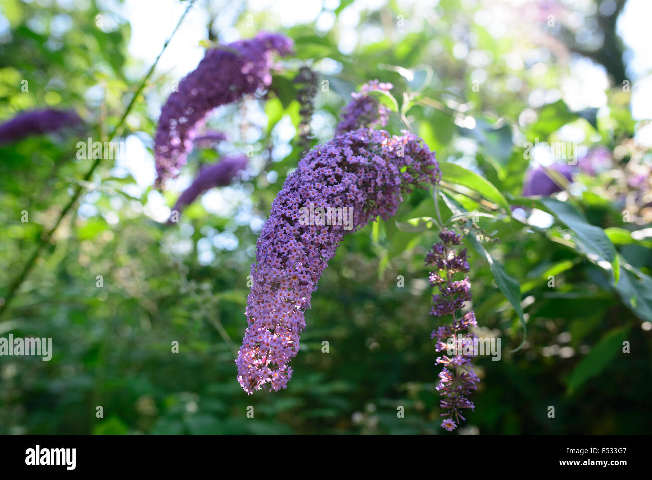 Buddleia Buddleja Butterfly Bush Stock Photo - Alamy