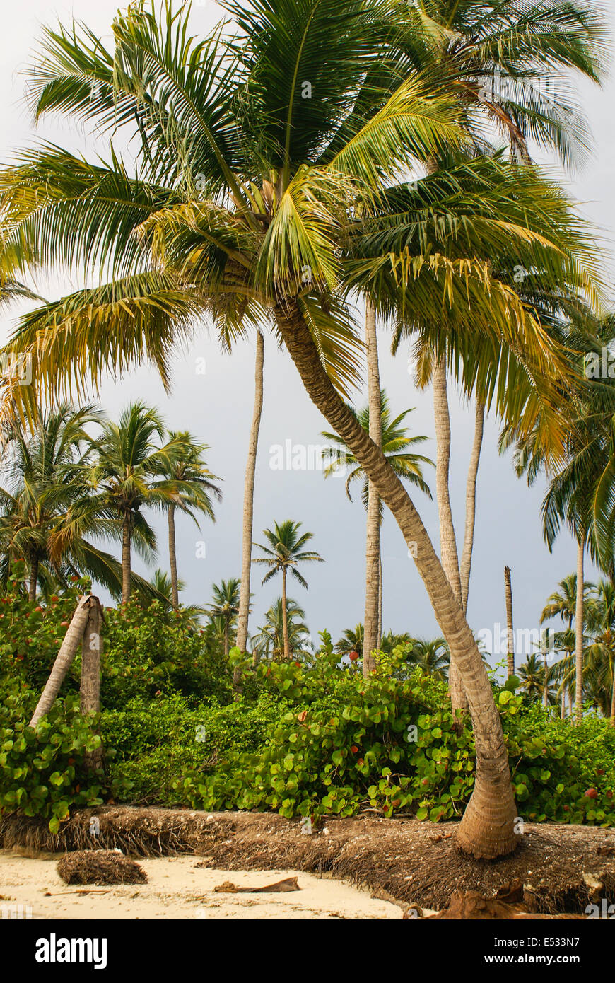 Caribe sur hi-res stock photography and images - Alamy