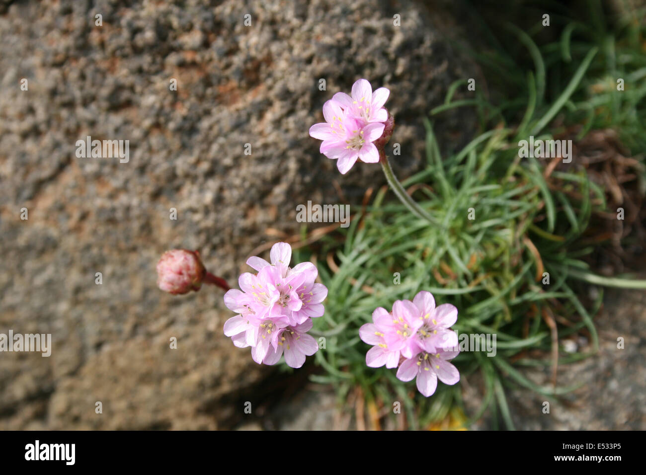 Pink flowers growing on the seashore Stock Photo - Alamy