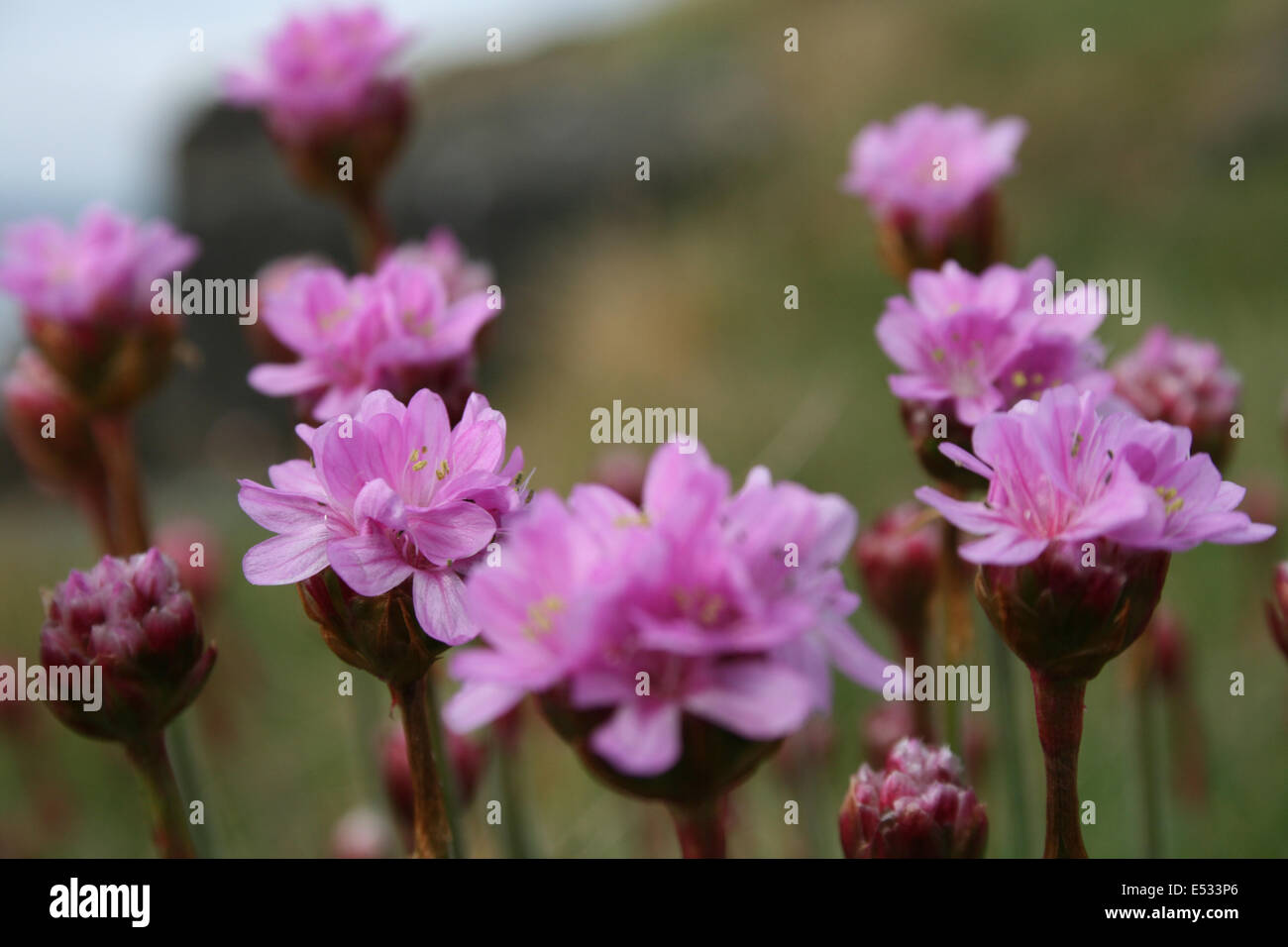 Seashore flower hi-res stock photography and images - Alamy