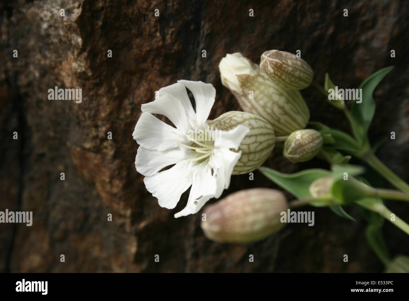 Seaside growing flower hi-res stock photography and images - Alamy