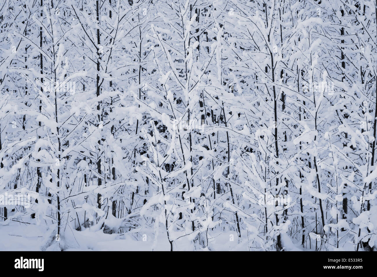 Winter trees background. Winter landscape with trees Stock Photo - Alamy
