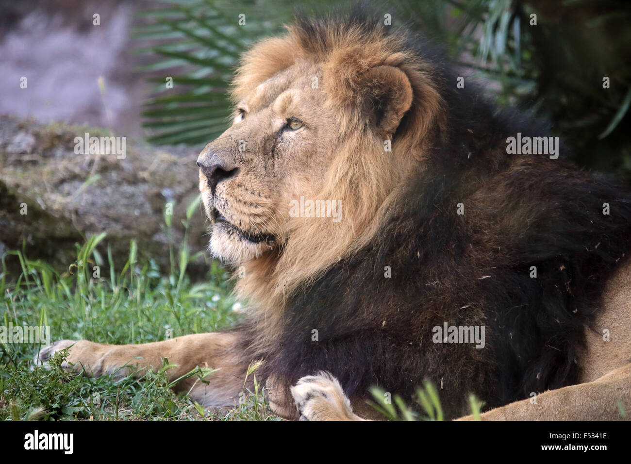An adult male lion (Panthera leo) with his long mane Stock Photo - Alamy