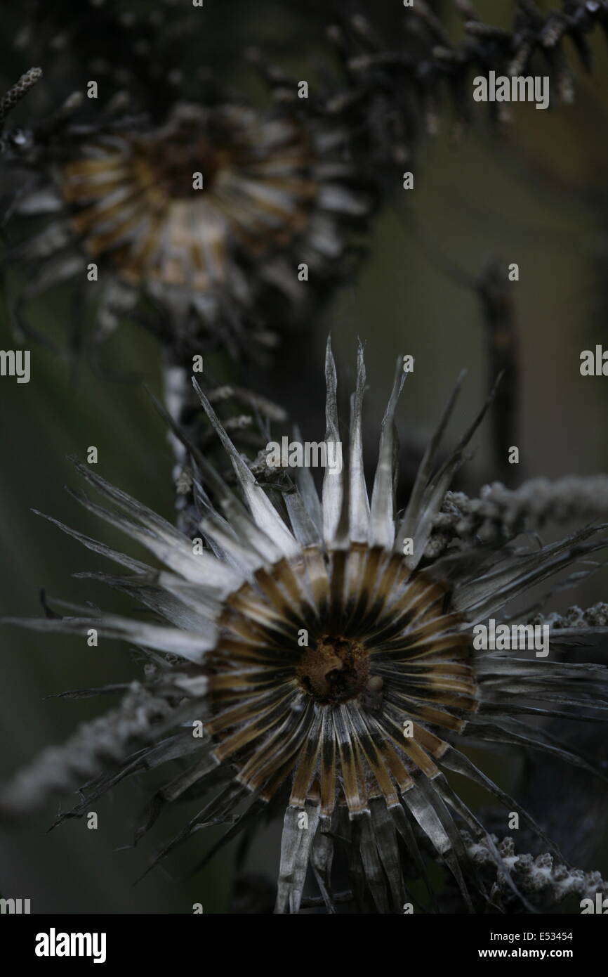 Dead and decomposing fynbos flowers on the slopes of mountains ...