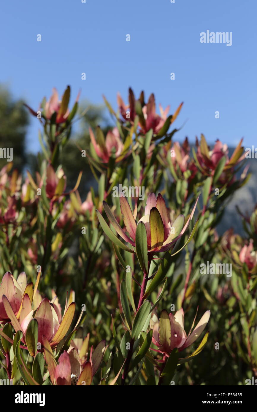 Leucadendron protea proteaceae fynbos hi-res stock photography and ...