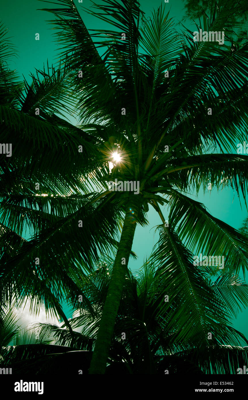 Palm tree with Retro summer filter effect Stock Photo - Alamy