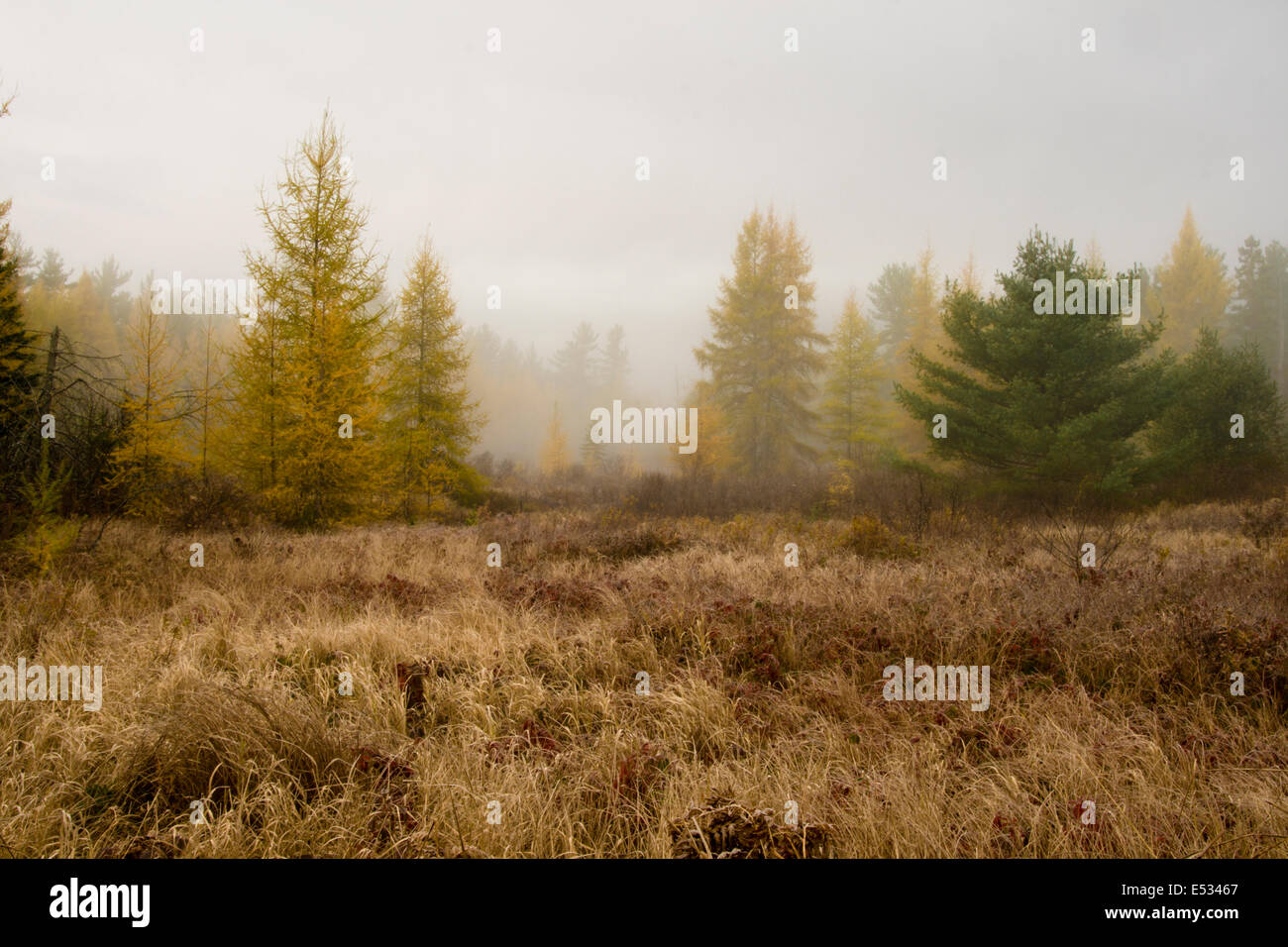 Tamarack hi-res stock photography and images - Alamy