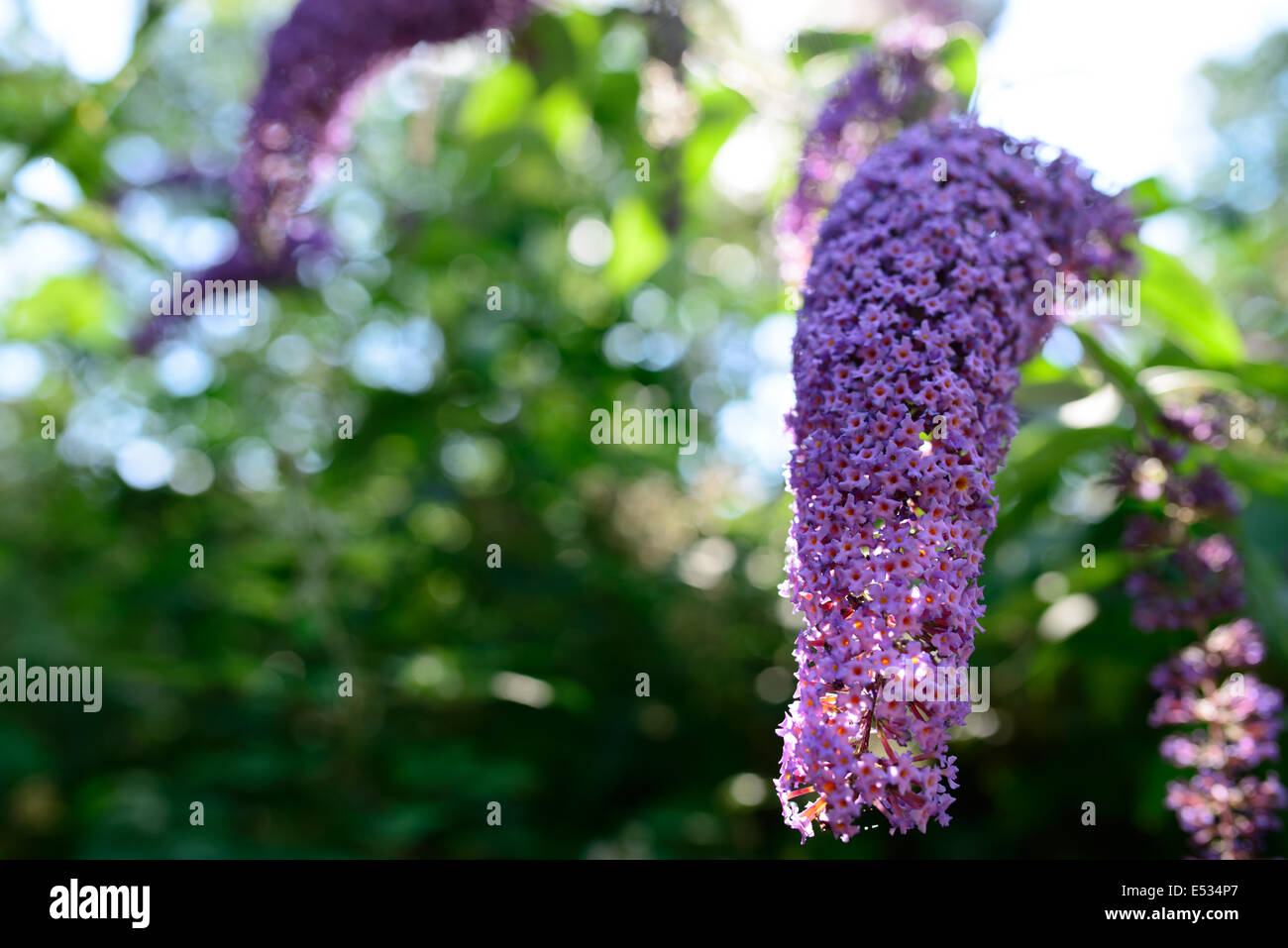Buddleia Buddleja Butterfly Bush Stock Photo - Alamy