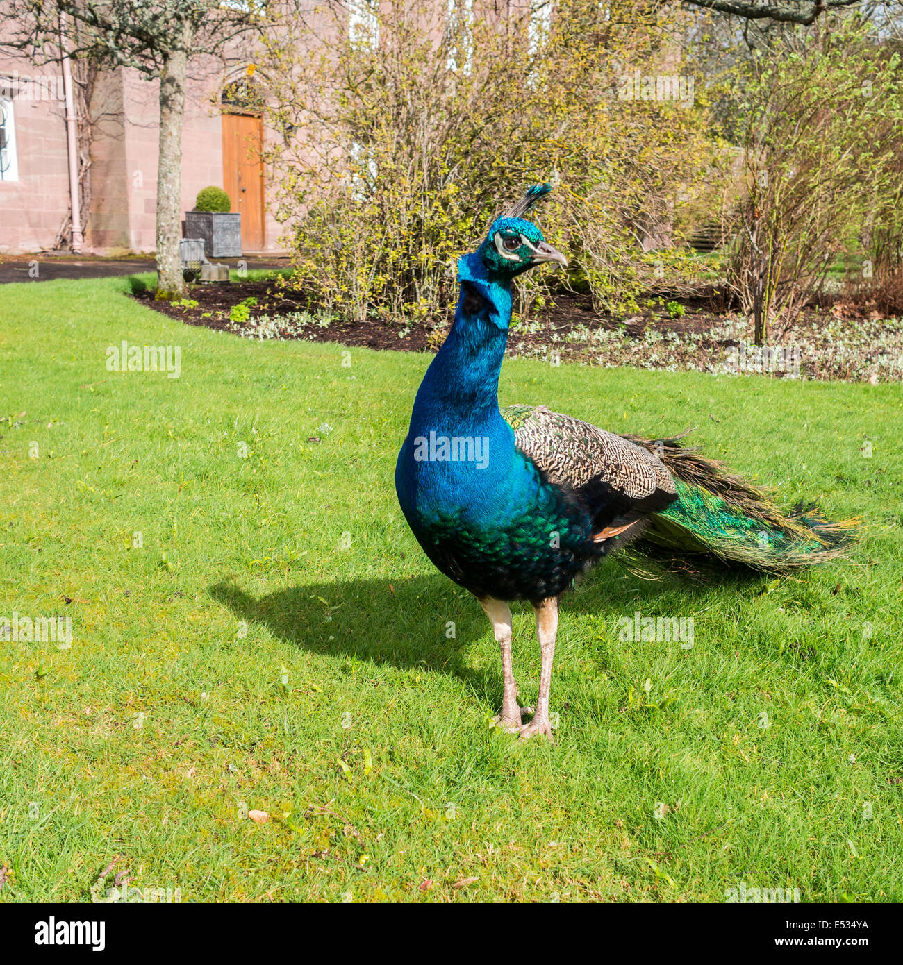 Peacock and Scone Palace building Stock Photo - Alamy