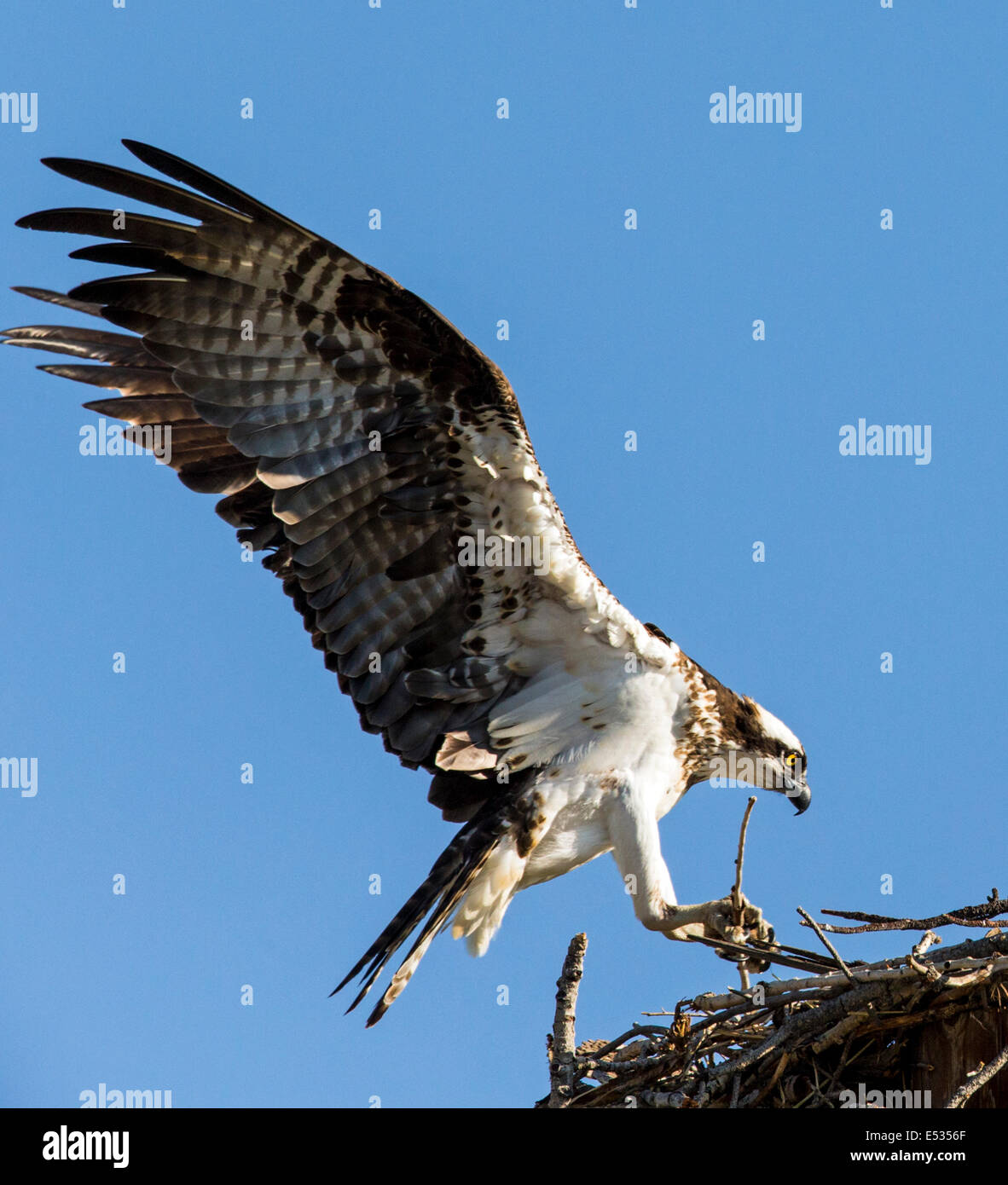 Osprey flying to nest, Pandion haliaetus, sea hawk, fish eagle, river ...
