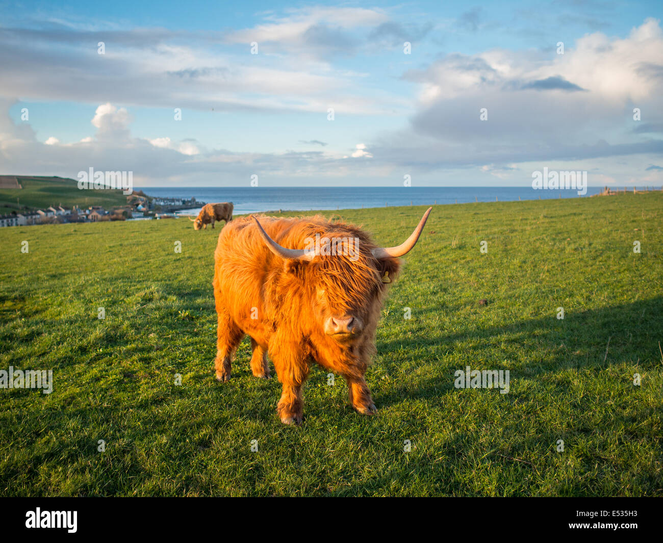 West highland cattle hi-res stock photography and images - Alamy