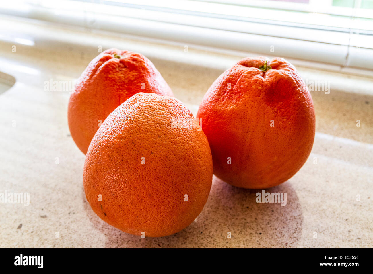Very Large Red Grapefruit on a Kitchen counter Stock Photo - Alamy