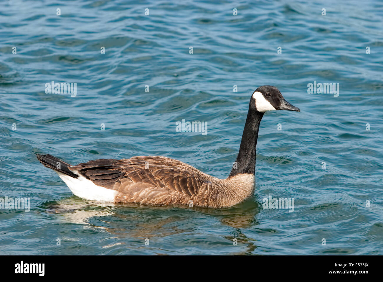 Canadian Goose Floating in a Lake Stock Photo - Alamy