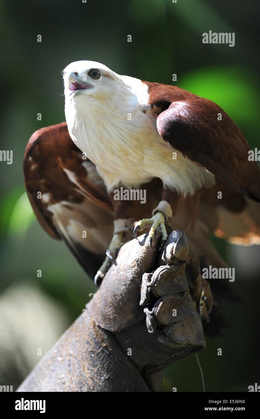 A close up shot of a wild Sea Hawk Stock Photo - Alamy