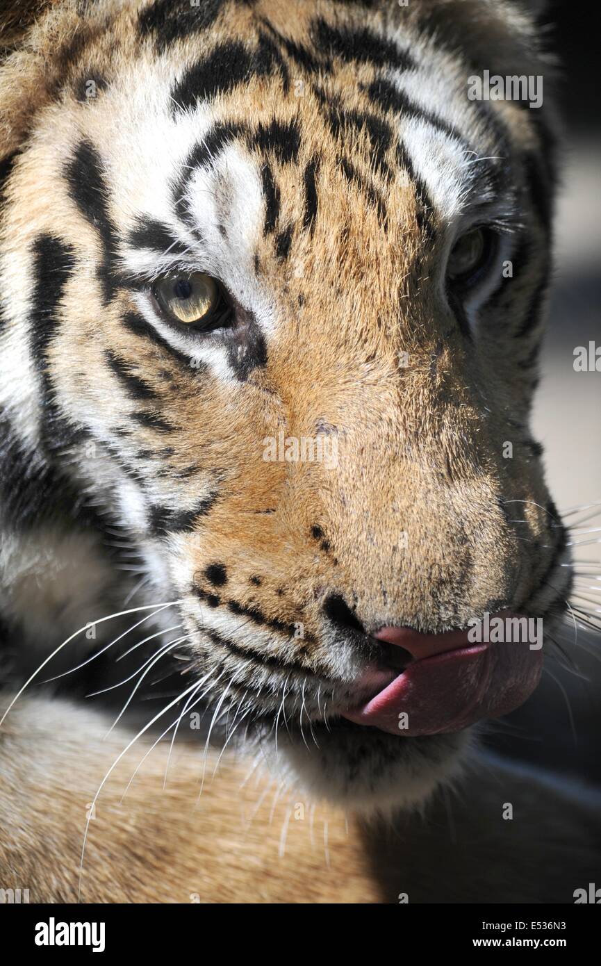 A close up shot of a Bengal Tiger Stock Photo - Alamy