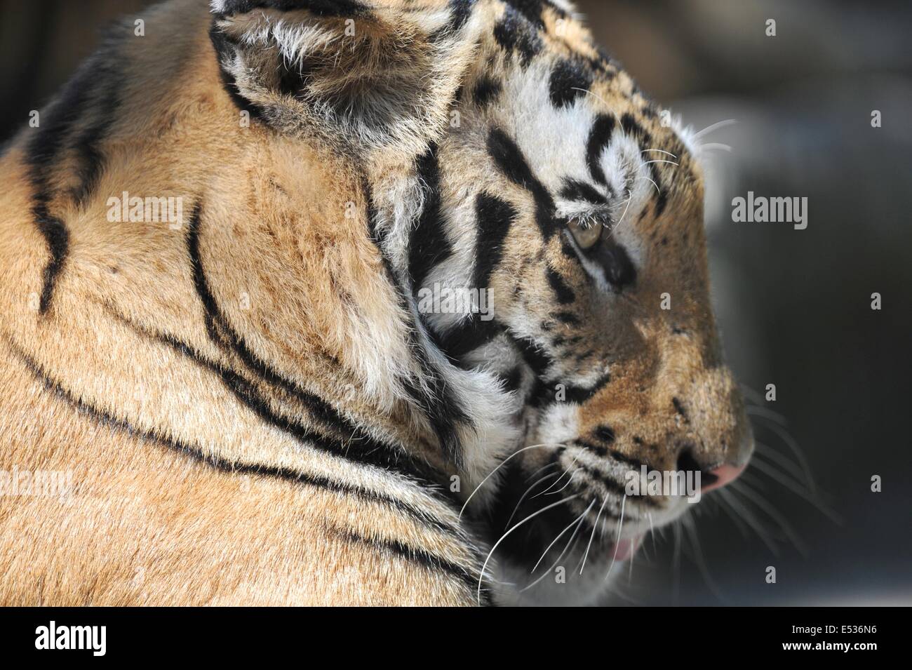 A close up shot of a Bengal Tiger Stock Photo - Alamy