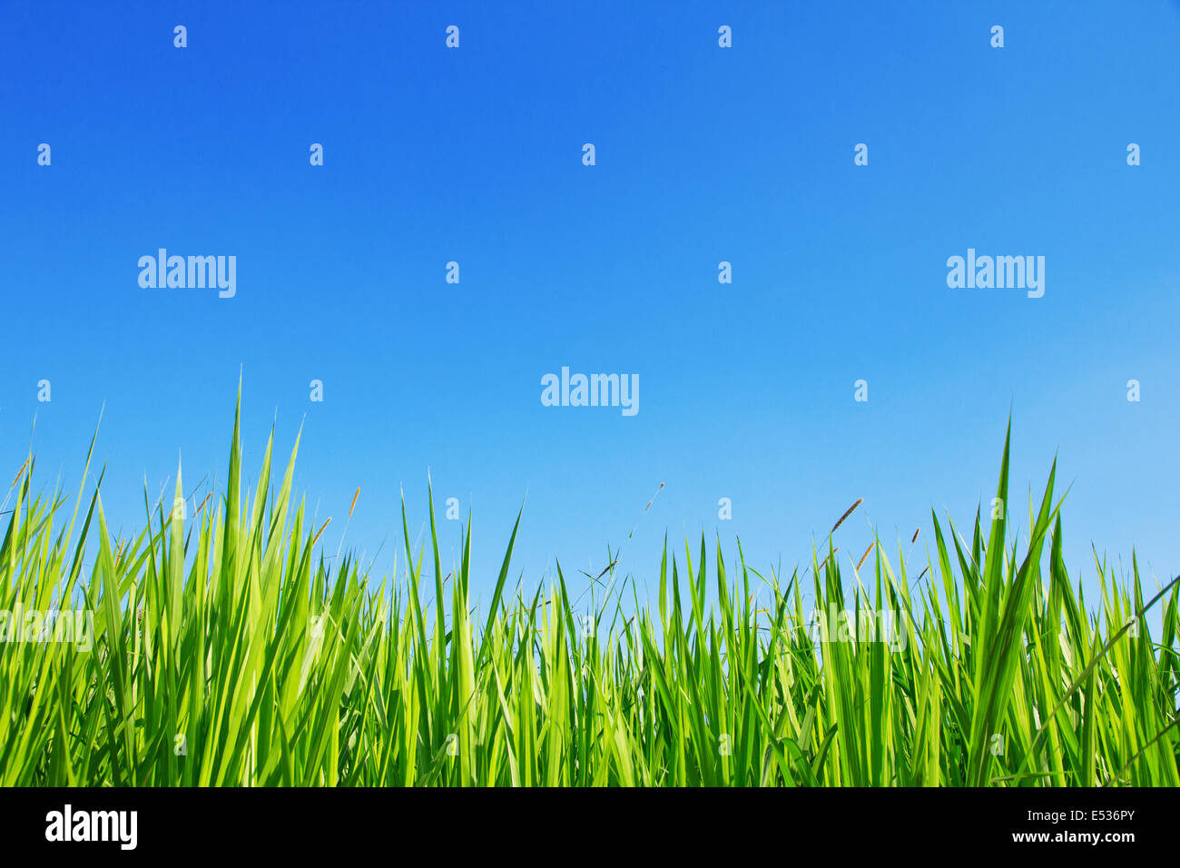 Grass On A Sky Background Stock Photo - Alamy