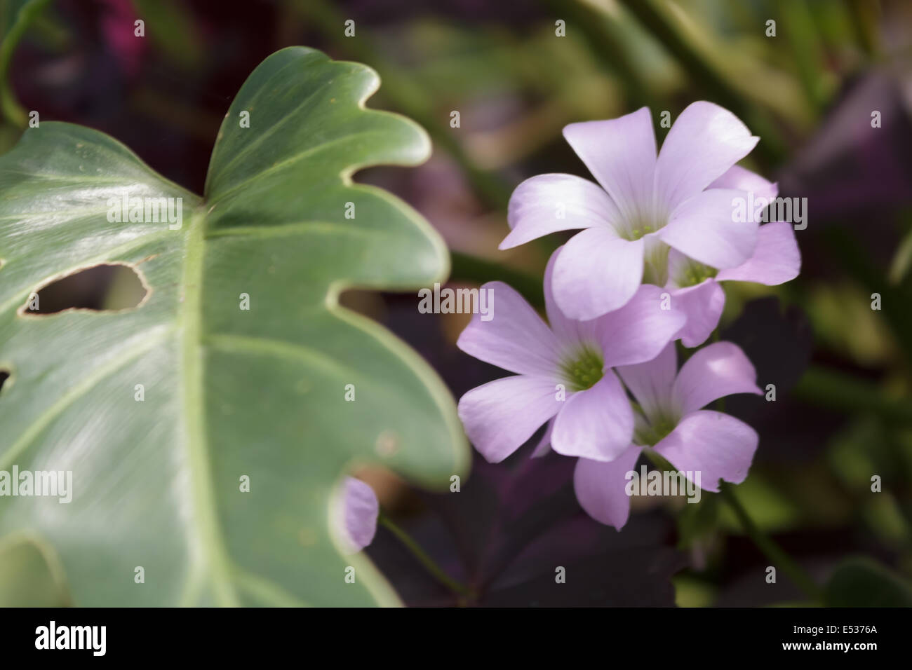 Beautiful pink oxalis triangularis flower hi-res stock photography and ...