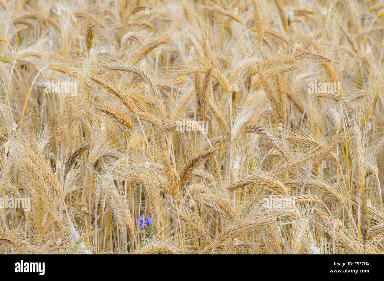 field of ripe barley , cereal grain Stock Photo - Alamy