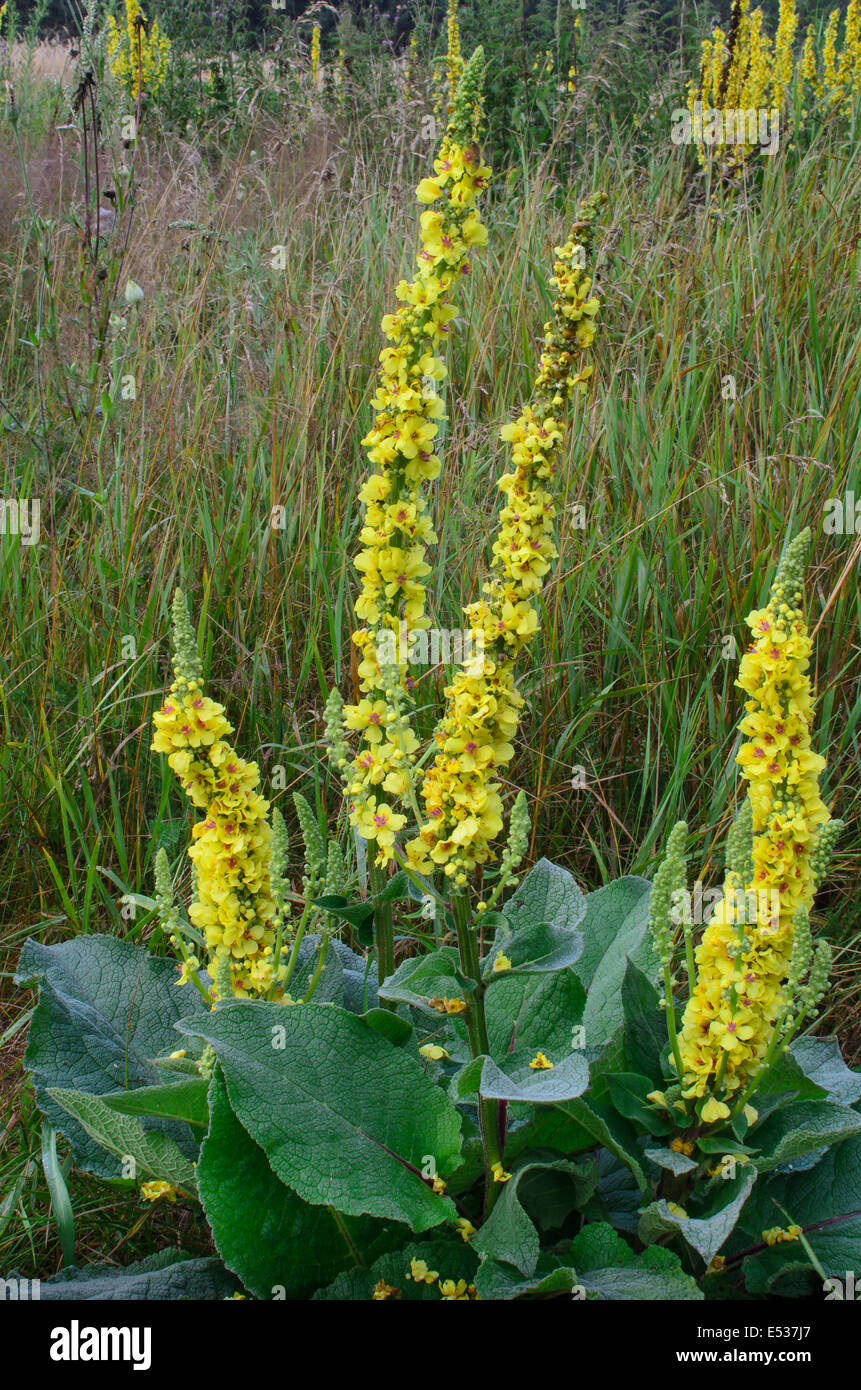 mullein , velvet plant in field Stock Photo - Alamy
