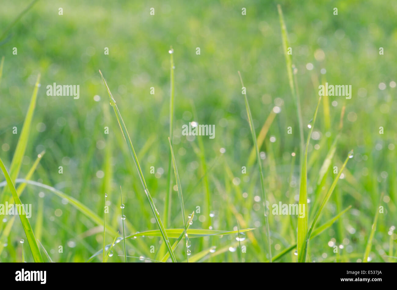 Green grass raindrops closeup hi-res stock photography and images - Alamy
