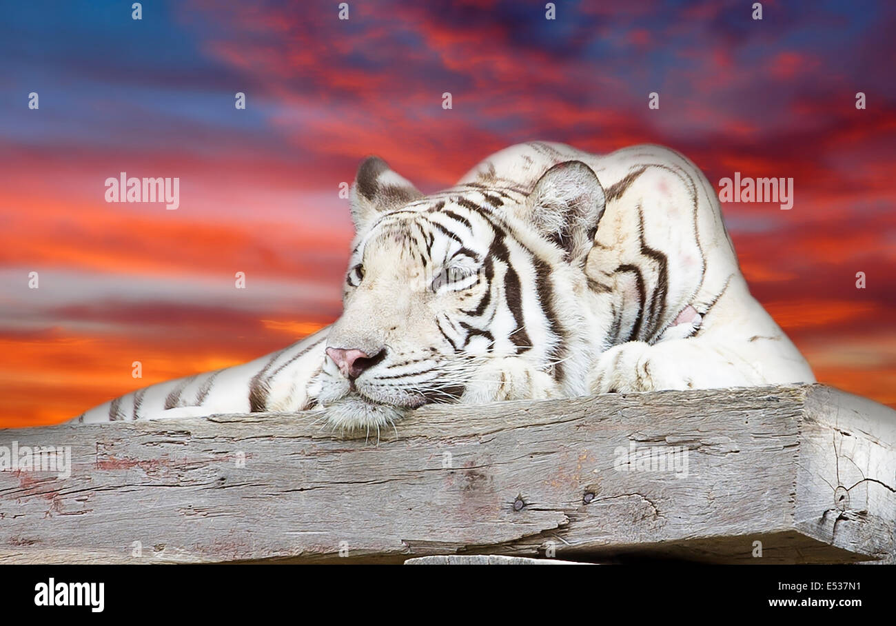Bengal tiger with beautiful colorful sky Stock Photo - Alamy