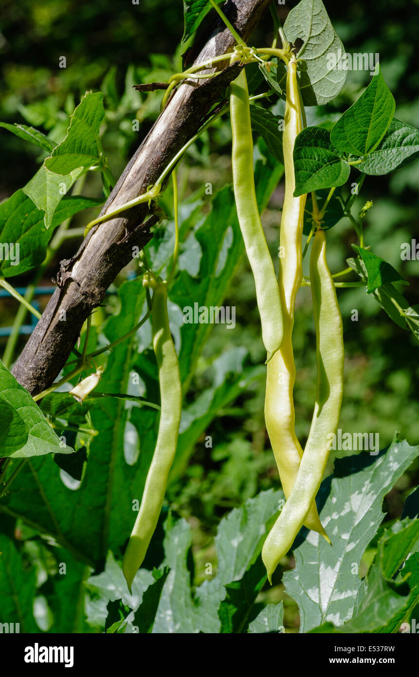Pole beans growing on the vine in a small garden Stock Photo - Alamy