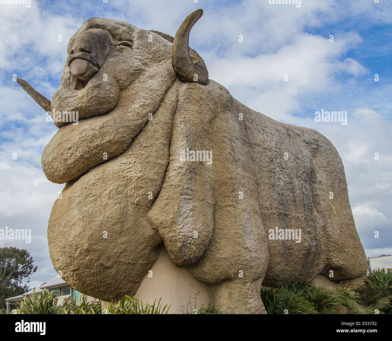 The big Merino Stock Photo - Alamy