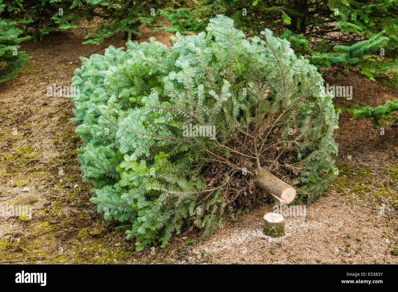 A Christmas tree cut and ready to move at a tree farm Stock Photo - Alamy