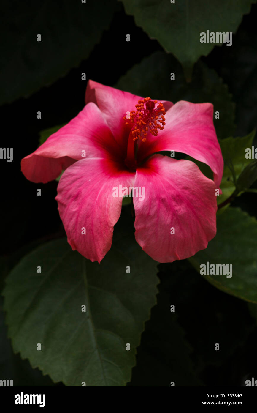 Pink Hibiscus rosa-sinensis Stock Photo - Alamy