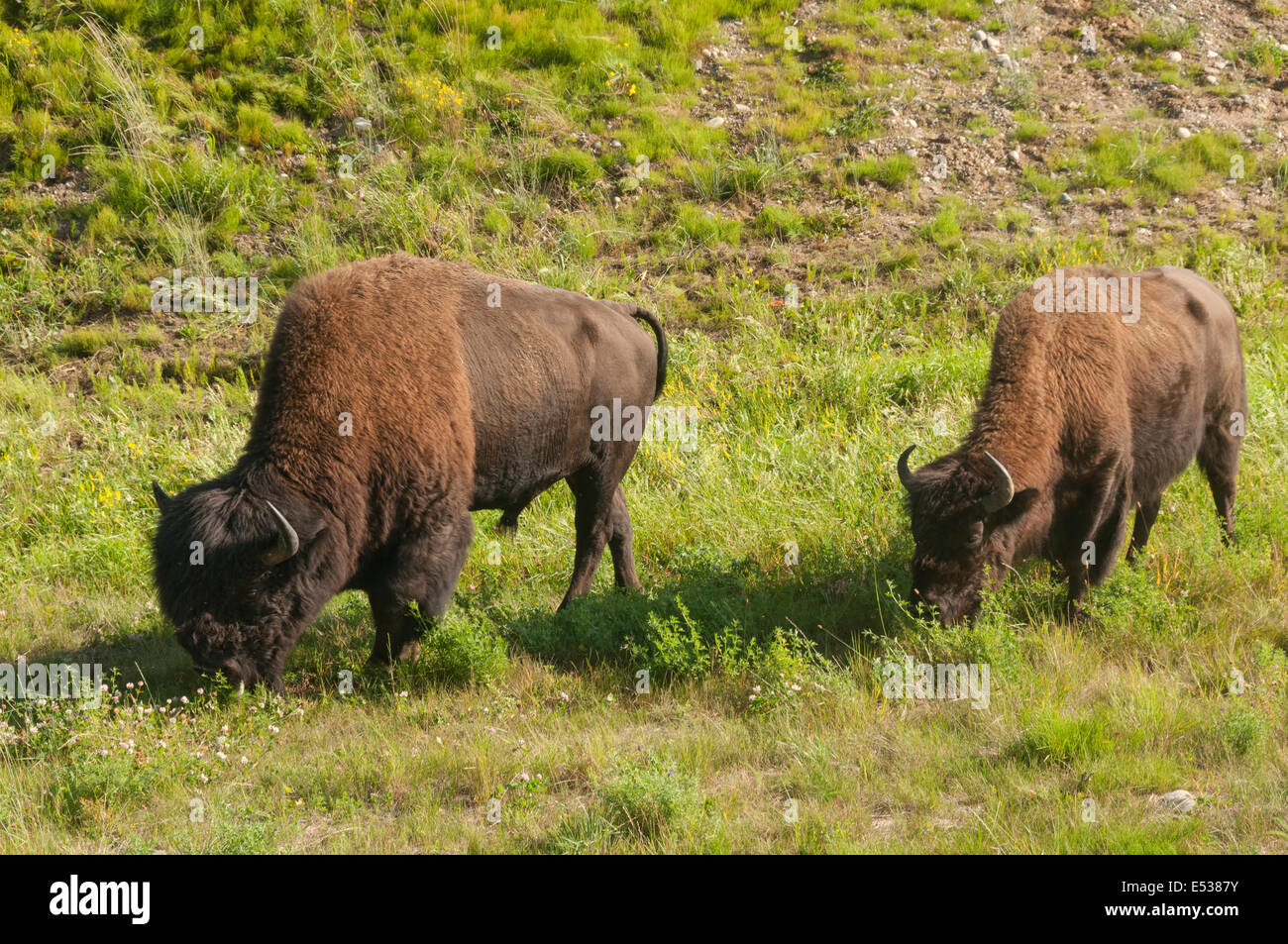 North american bison hi-res stock photography and images - Alamy