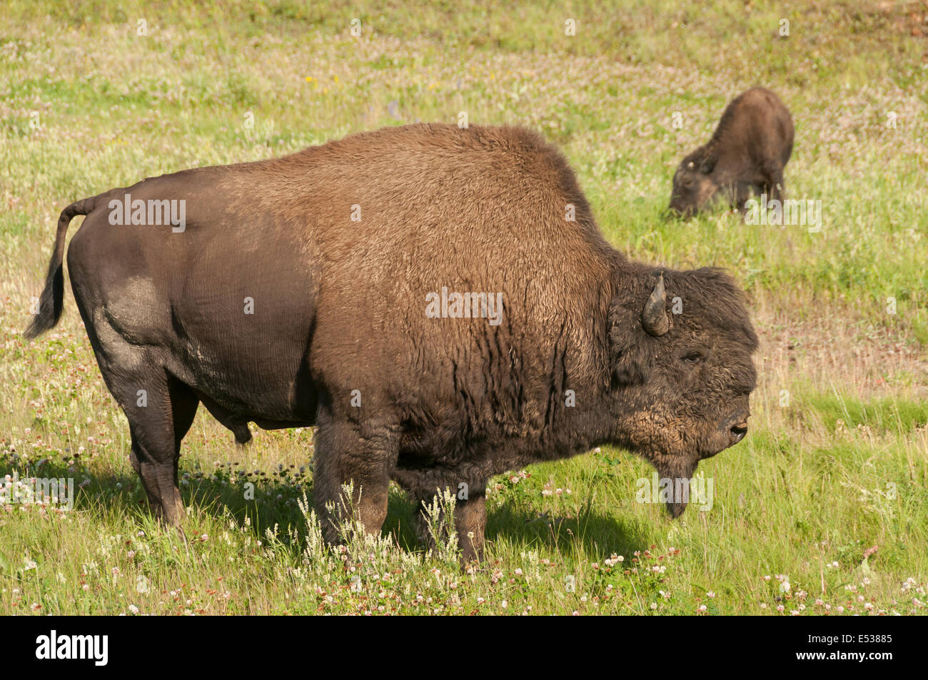 Elk203-3369 Canada, British Columbia, American bison Stock Photo - Alamy