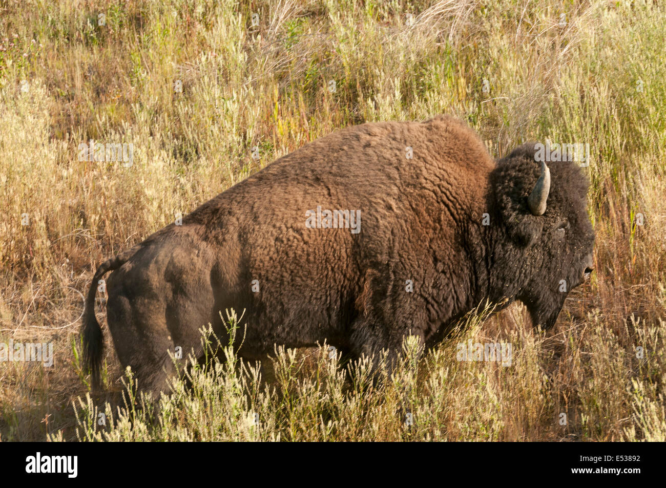 Buffalo canada hi-res stock photography and images - Alamy