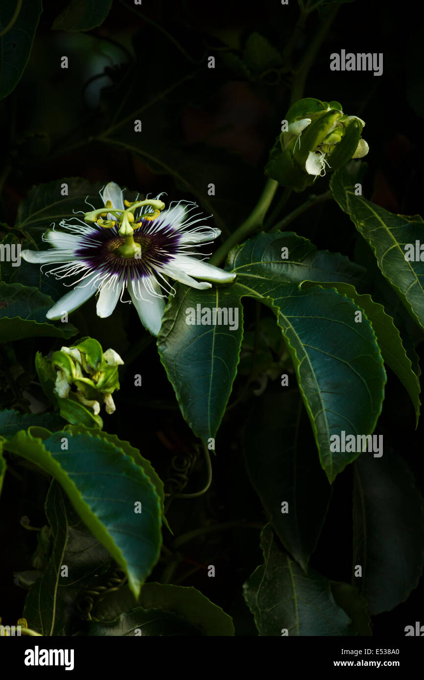 Passiflora edulis hi-res stock photography and images - Alamy