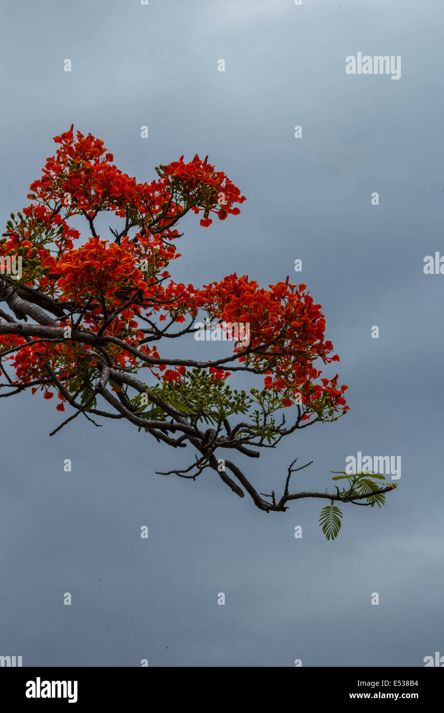 Delonis regia tree branch Stock Photo - Alamy