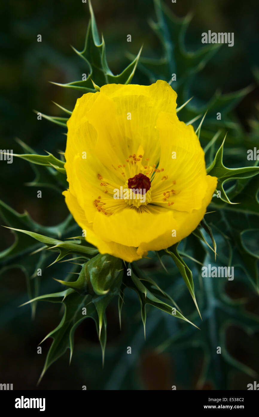 Argemone mexicana flower plant hi-res stock photography and images - Alamy