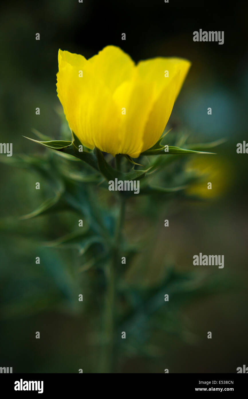 Wild Argemone mexicana Stock Photo - Alamy